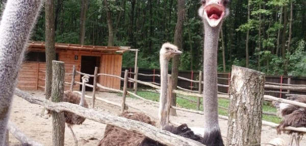 A renunţat la un job în Anglia, pentru a creşte struţi în România ...