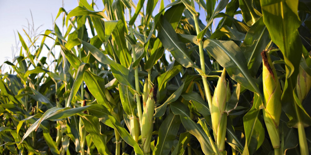 Furnizorii de gaze le spun fermierilor francezi să lase recolta de ...