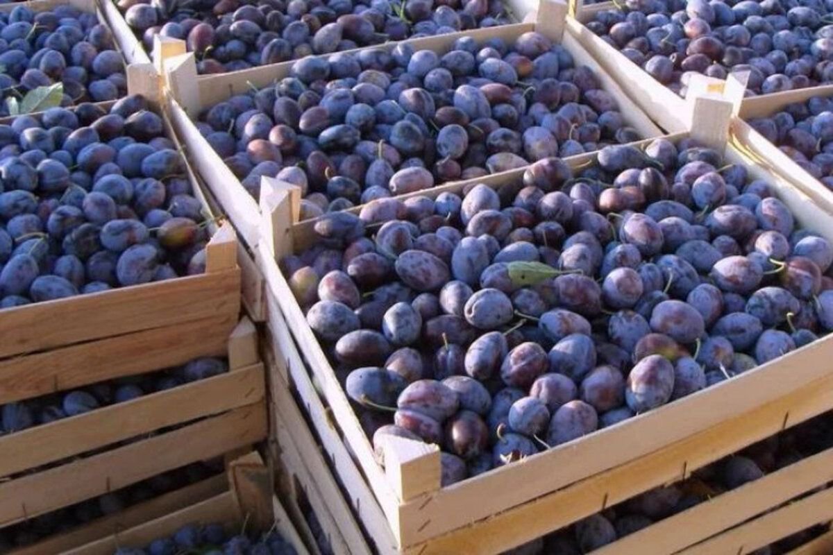 Anul trecut, în UE au fost exportate 81% din toate prunele moldovenești ...